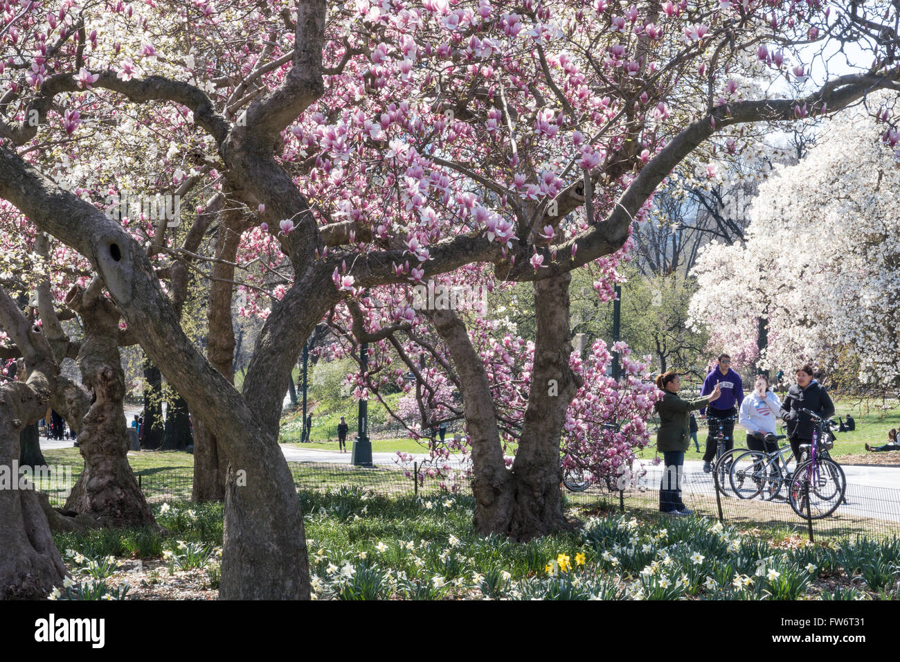 Springtime Trees with Blossoms in Central Park, NYC Stock Photo - Alamy