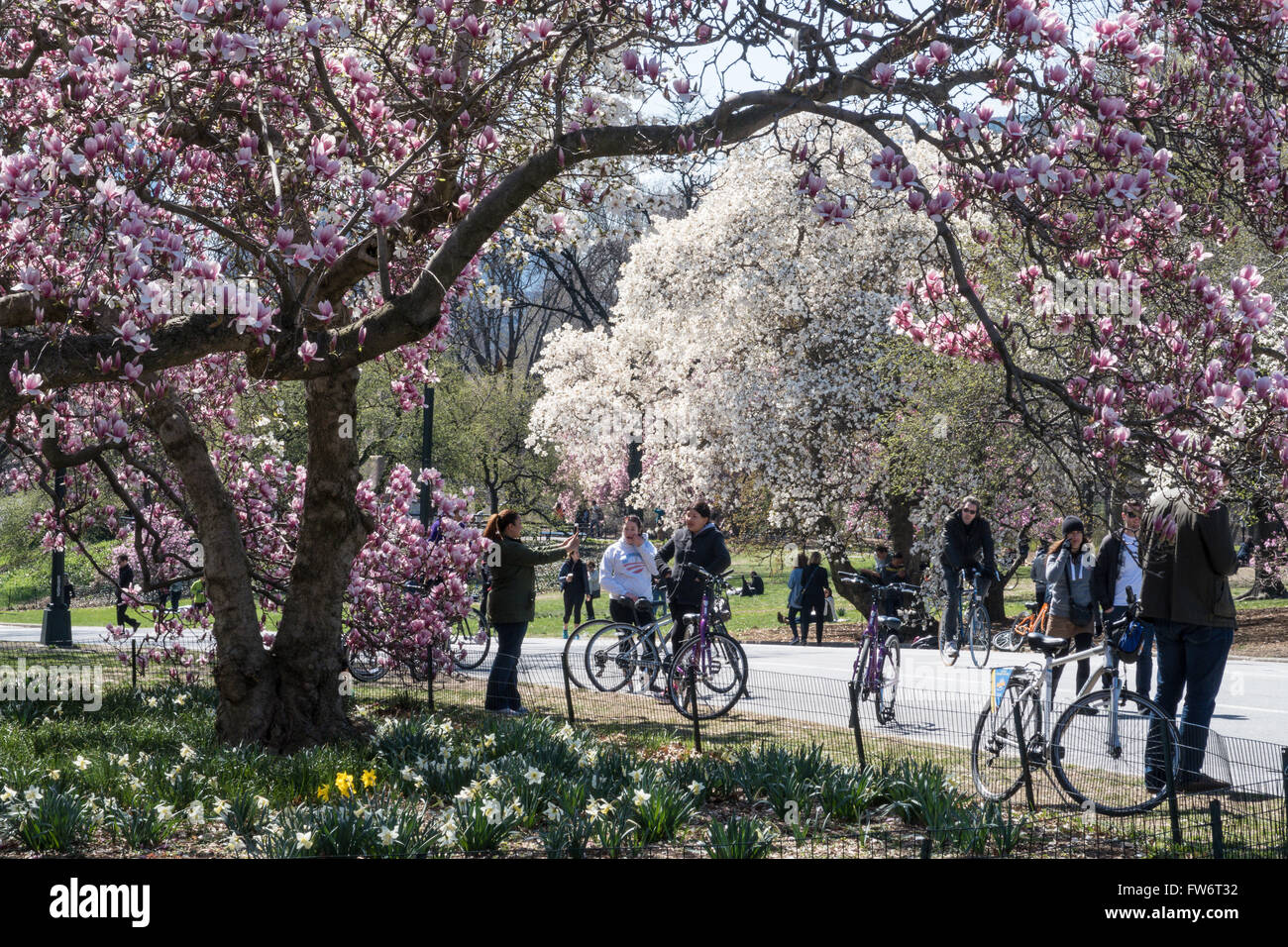 Springtime Trees with Blossoms in Central Park, NYC Stock Photo - Alamy