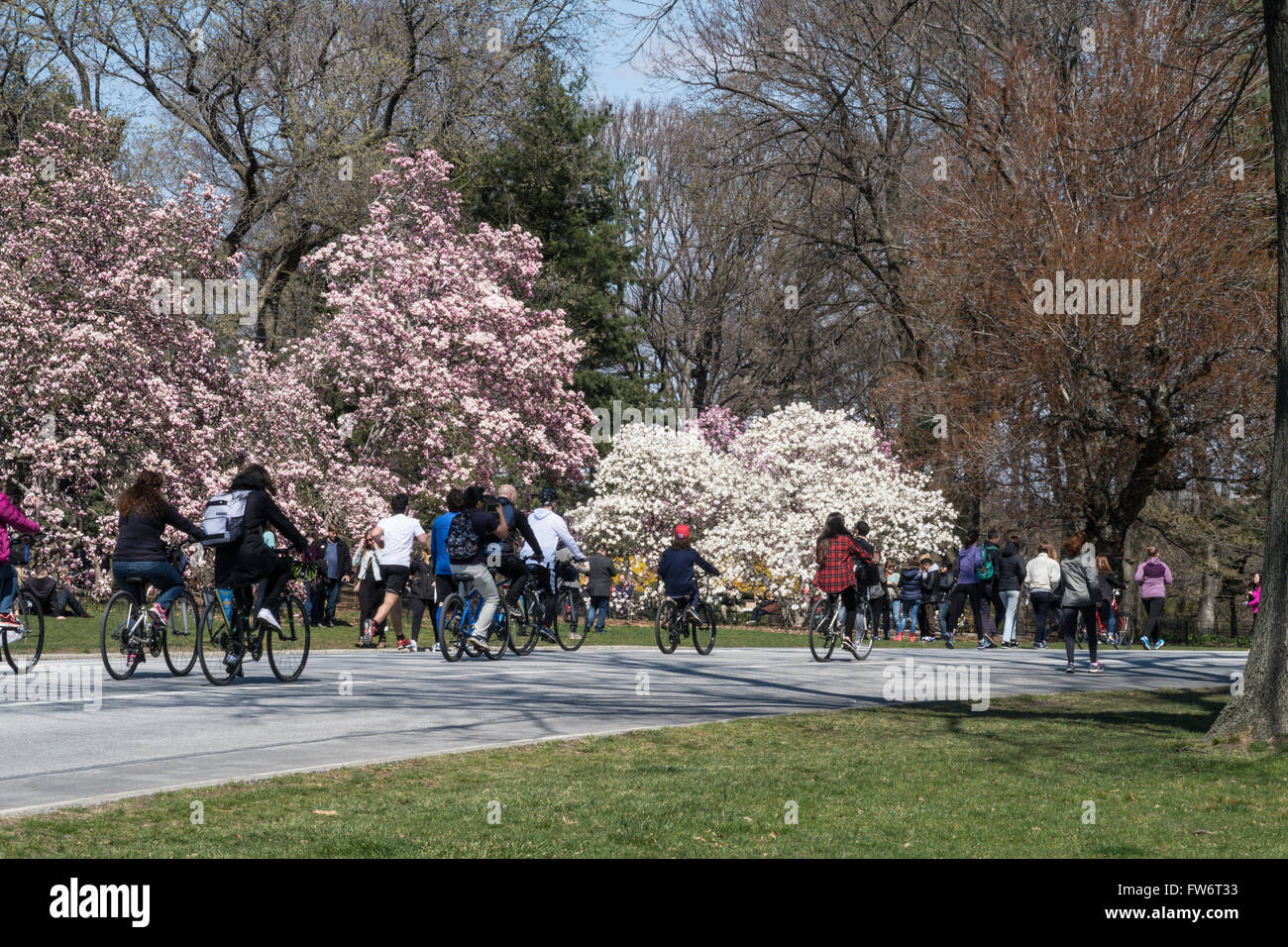 Springtime Trees with Blossoms in Central Park, NYC Stock Photo - Alamy