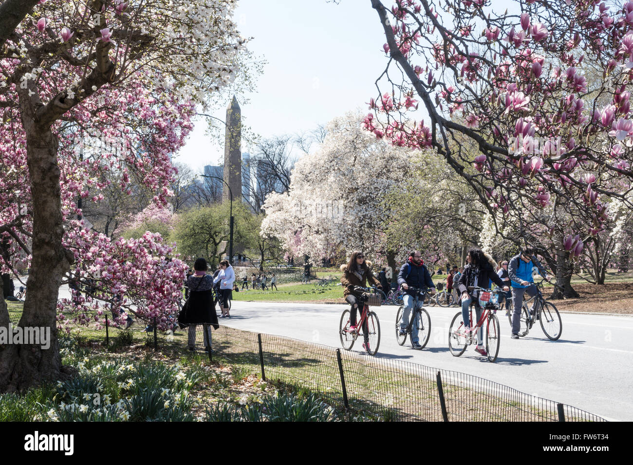 Springtime Trees with Blossoms in Central Park, NYC Stock Photo - Alamy