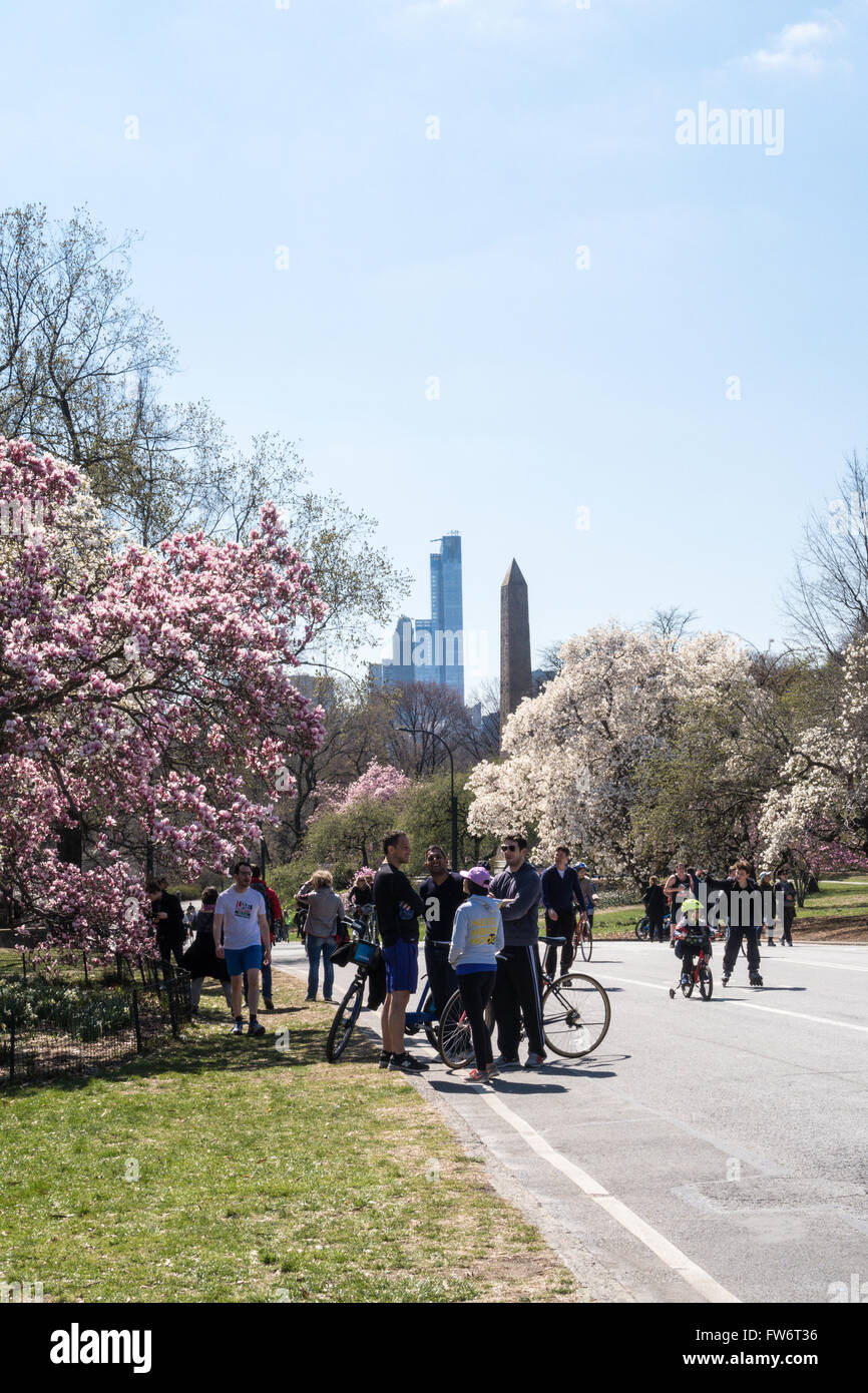 Springtime Trees with Blossoms in Central Park, NYC Stock Photo - Alamy