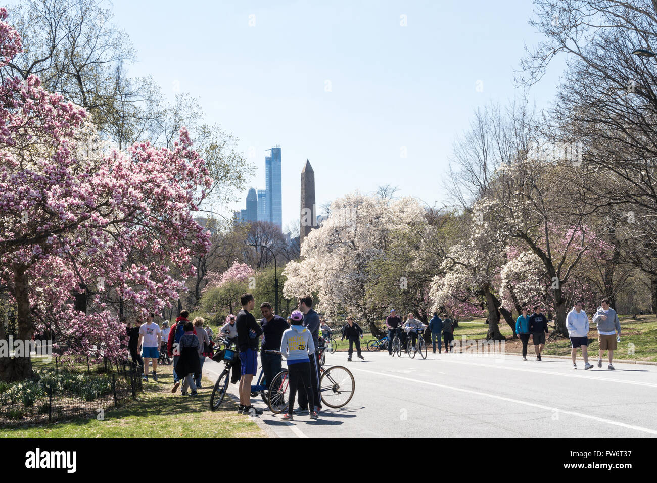 Springtime Trees with Blossoms in Central Park, NYC Stock Photo - Alamy