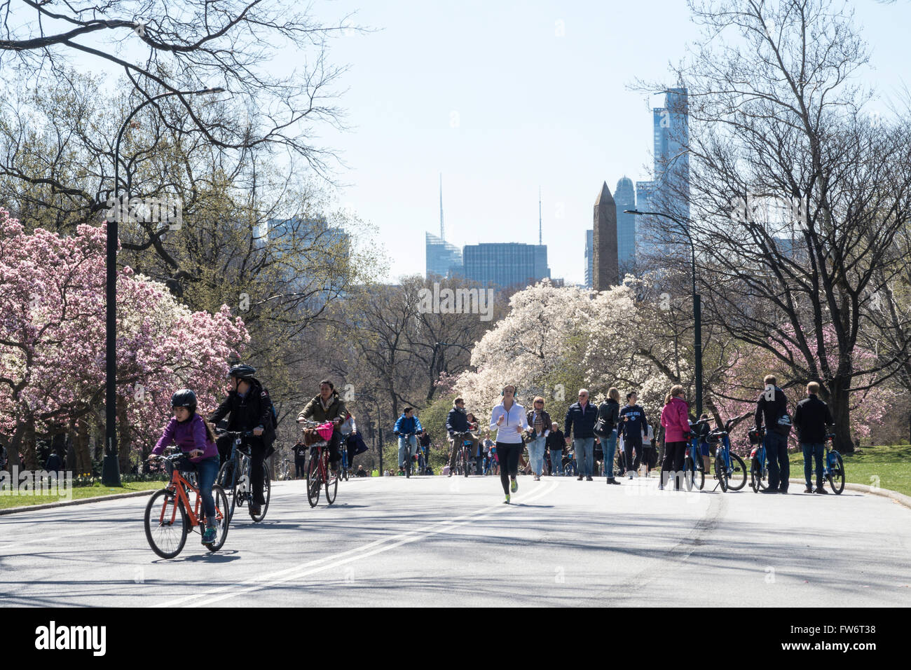 Springtime Trees with Blossoms in Central Park, NYC Stock Photo - Alamy