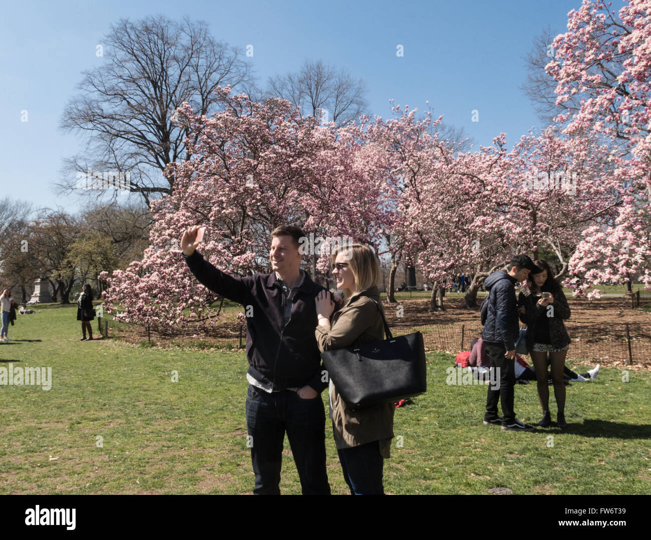 Springtime Trees with Blossoms in Central Park, NYC Stock Photo - Alamy