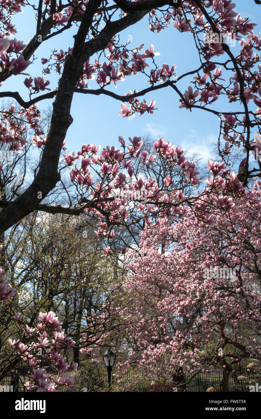 Springtime Trees with Blossoms in Central Park, NYC Stock Photo - Alamy