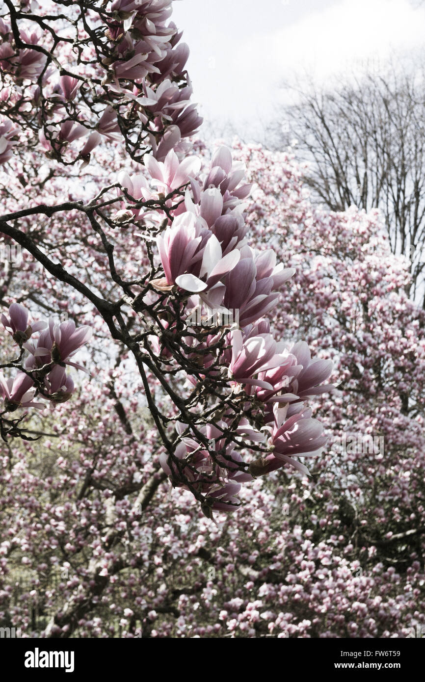 Springtime Trees with Blossoms in Central Park, NYC Stock Photo - Alamy