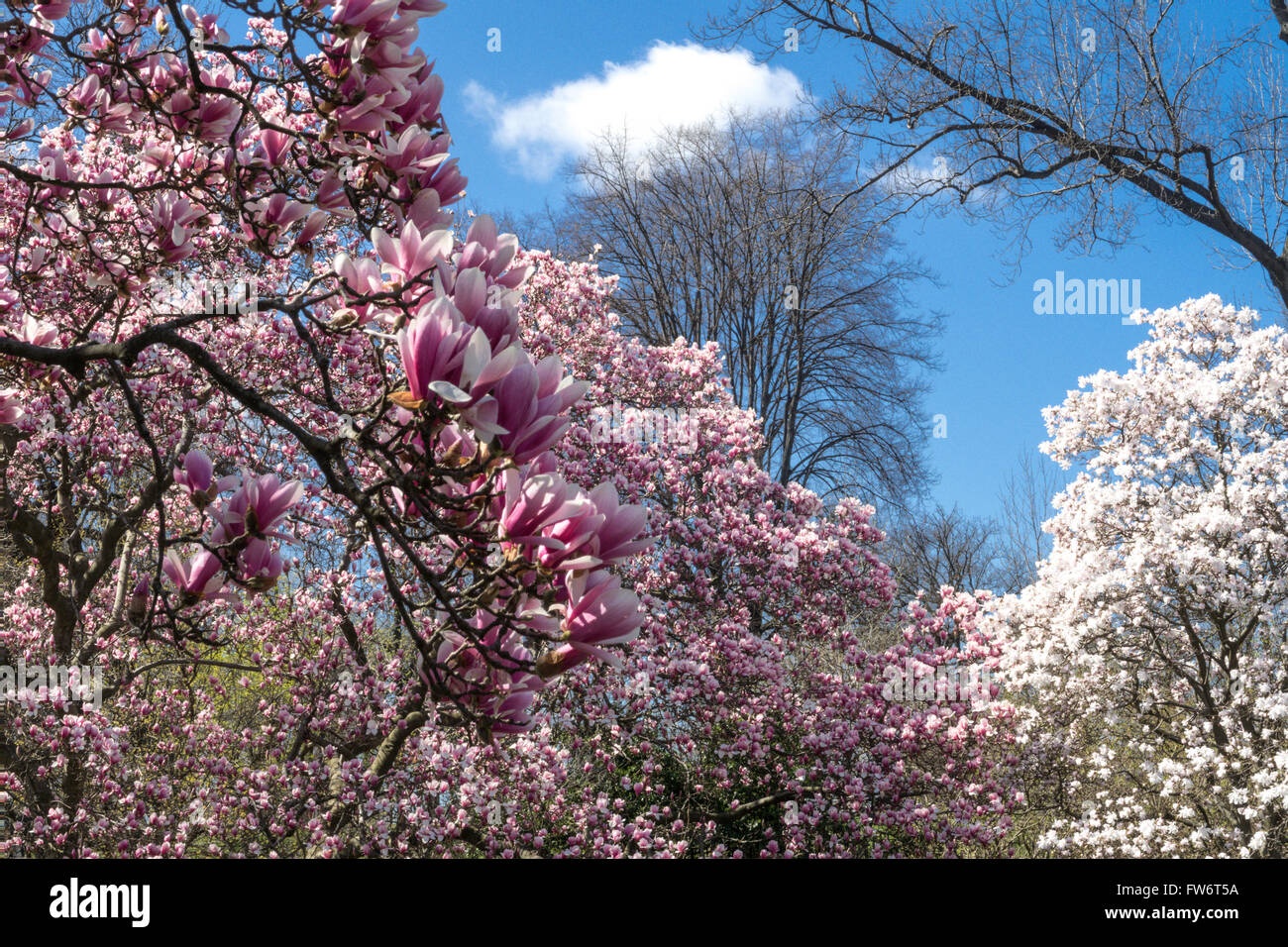 Springtime Trees with Blossoms in Central Park, NYC Stock Photo - Alamy
