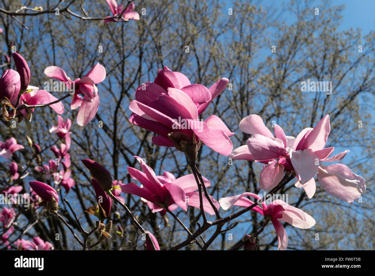 Springtime Trees with Blossoms in Central Park, NYC Stock Photo - Alamy