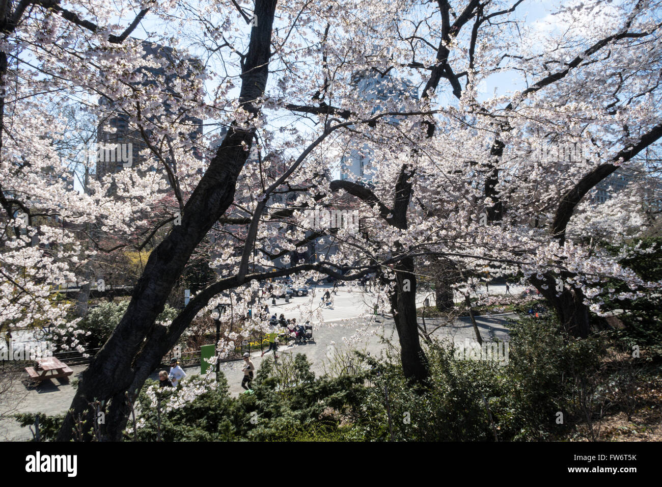 Springtime Trees with Blossoms in Central Park, NYC Stock Photo - Alamy
