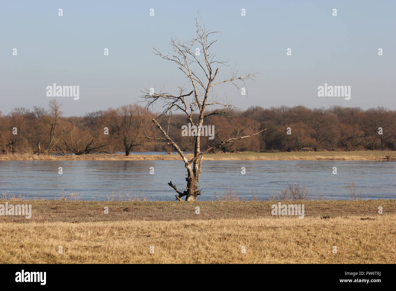 A single dead tree standing in a dry summer landscape beneath a lake ...