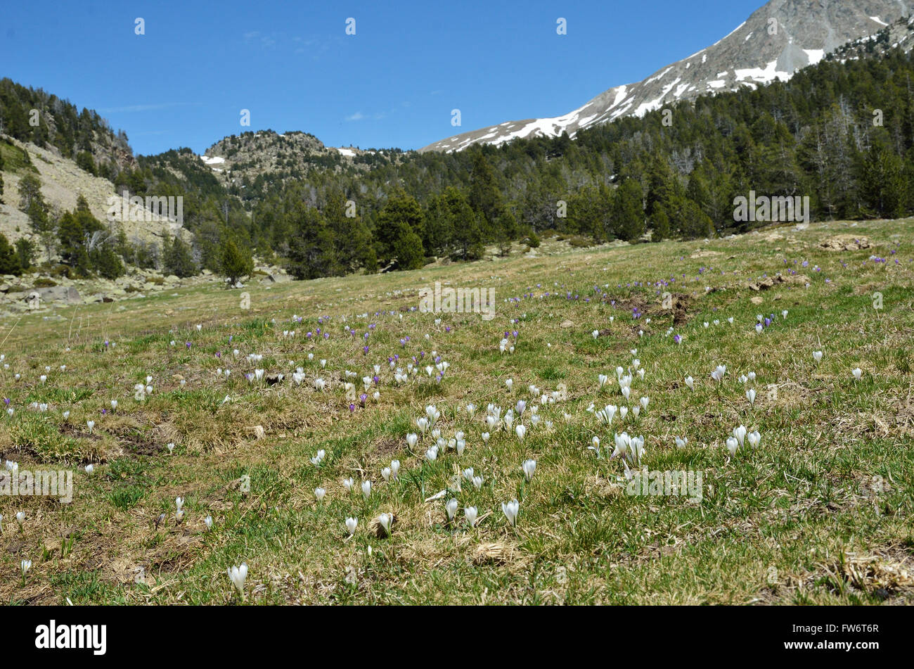 Flowering meadow in the Andorran alpine valley Stock Photo - Alamy