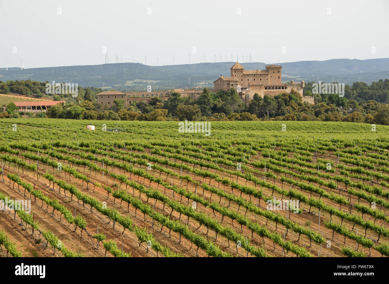 Spanish vineyard hi-res stock photography and images - Alamy