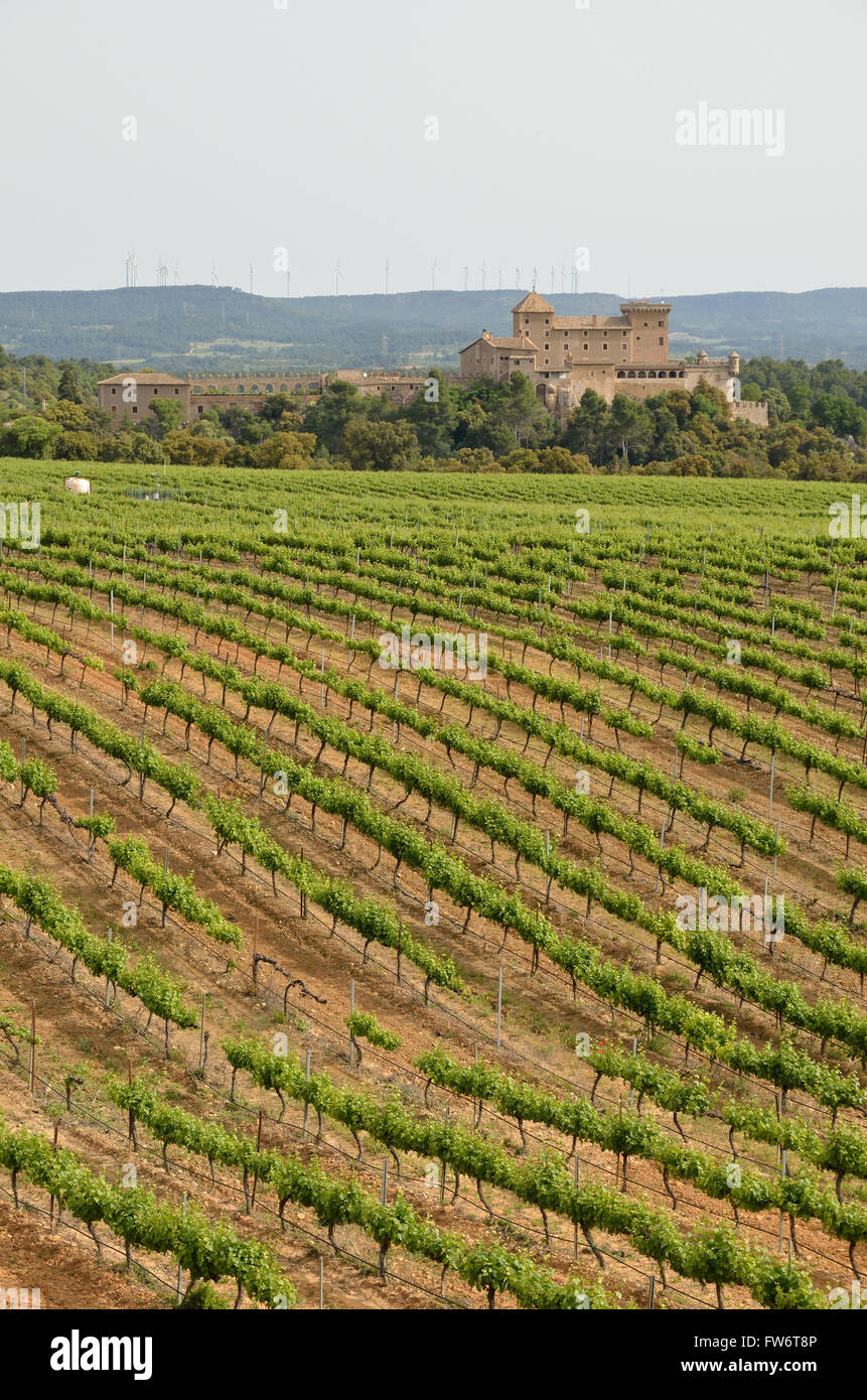 Spanish vineyard hi-res stock photography and images - Alamy