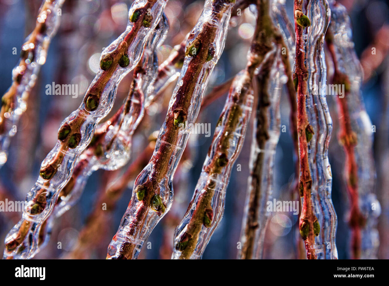Damaging freeze hi-res stock photography and images - Alamy