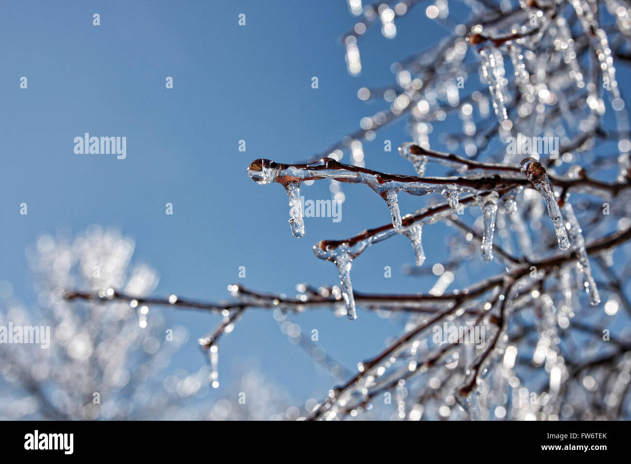 Ice covered apple tree with frozen buds and icicles Stock Photo - Alamy