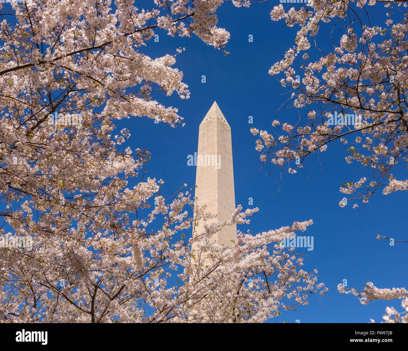 WASHINGTON, DC, USA - Cherry trees blossoms and Washington Monument ...
