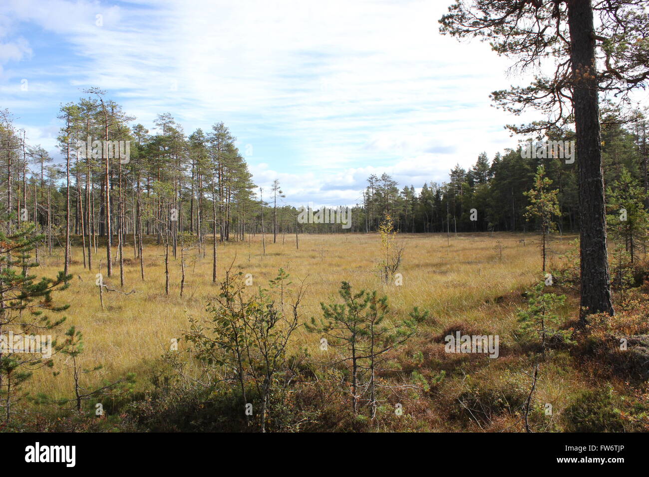 Taiga sweden hi-res stock photography and images - Alamy