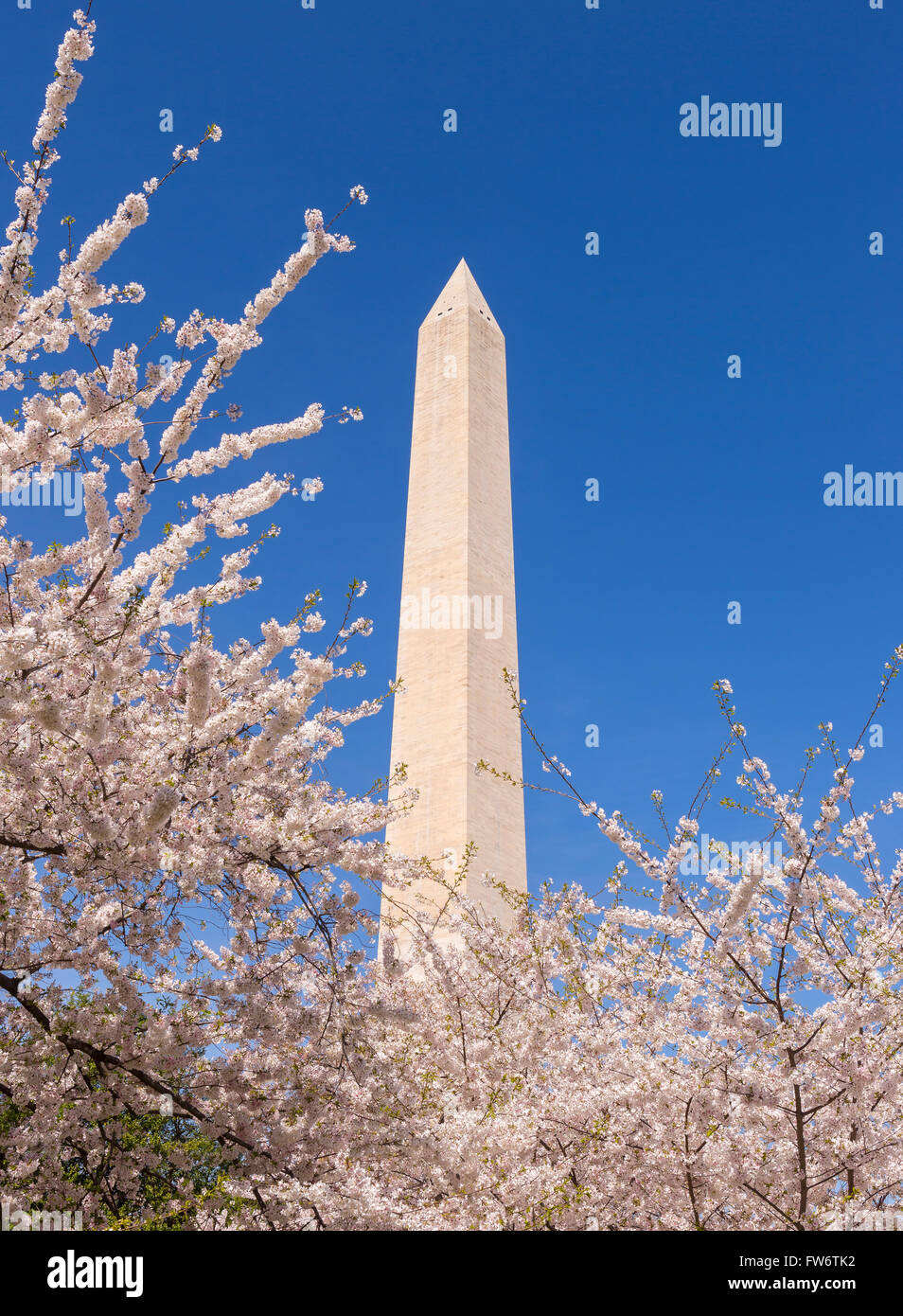 WASHINGTON, DC, USA - Cherry trees blossoms and Washington Monument ...