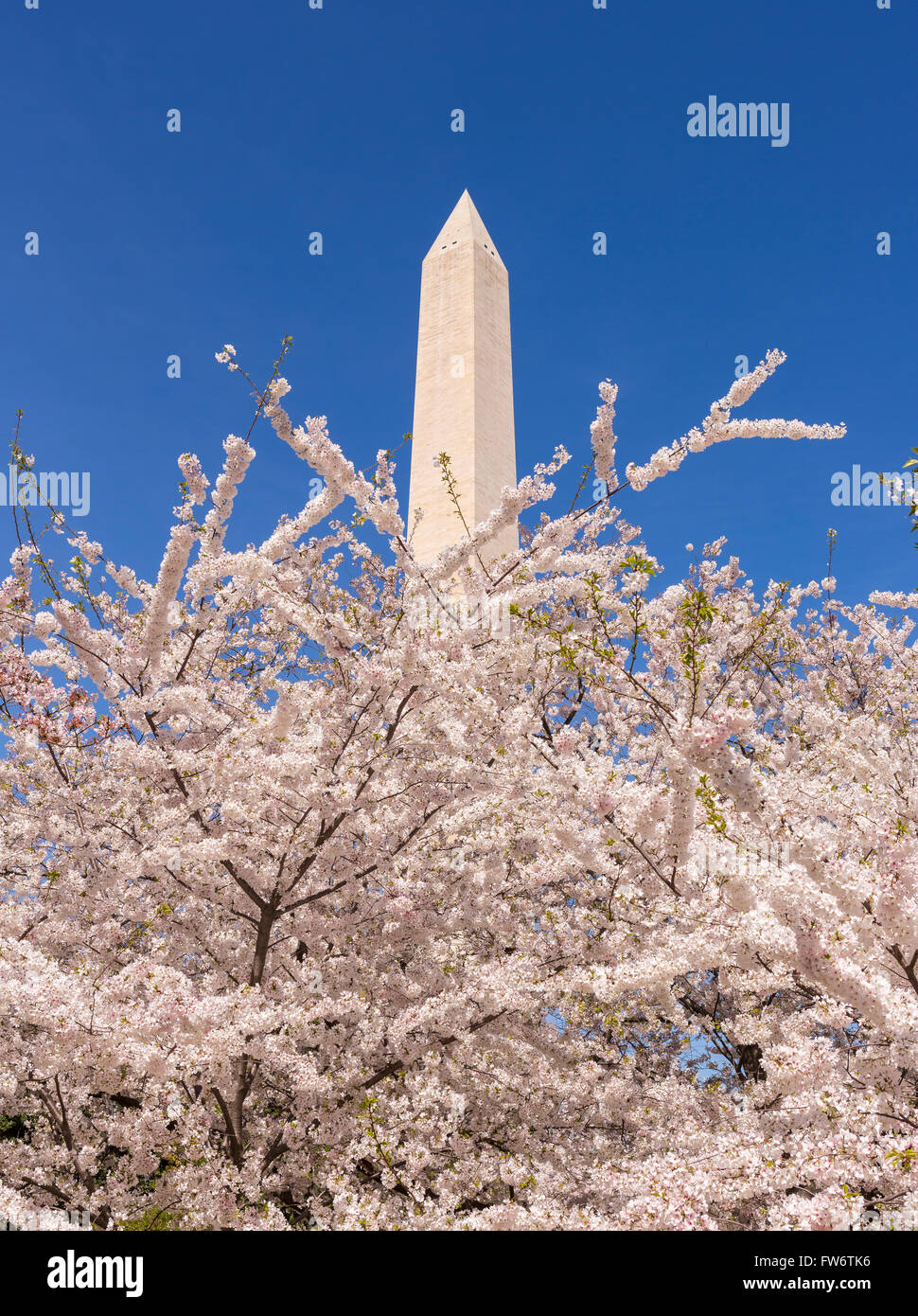 WASHINGTON, DC, USA - Cherry trees blossoms and Washington Monument ...