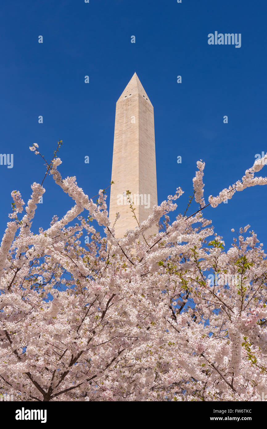 WASHINGTON, DC, USA - Cherry trees blossoms and Washington Monument ...