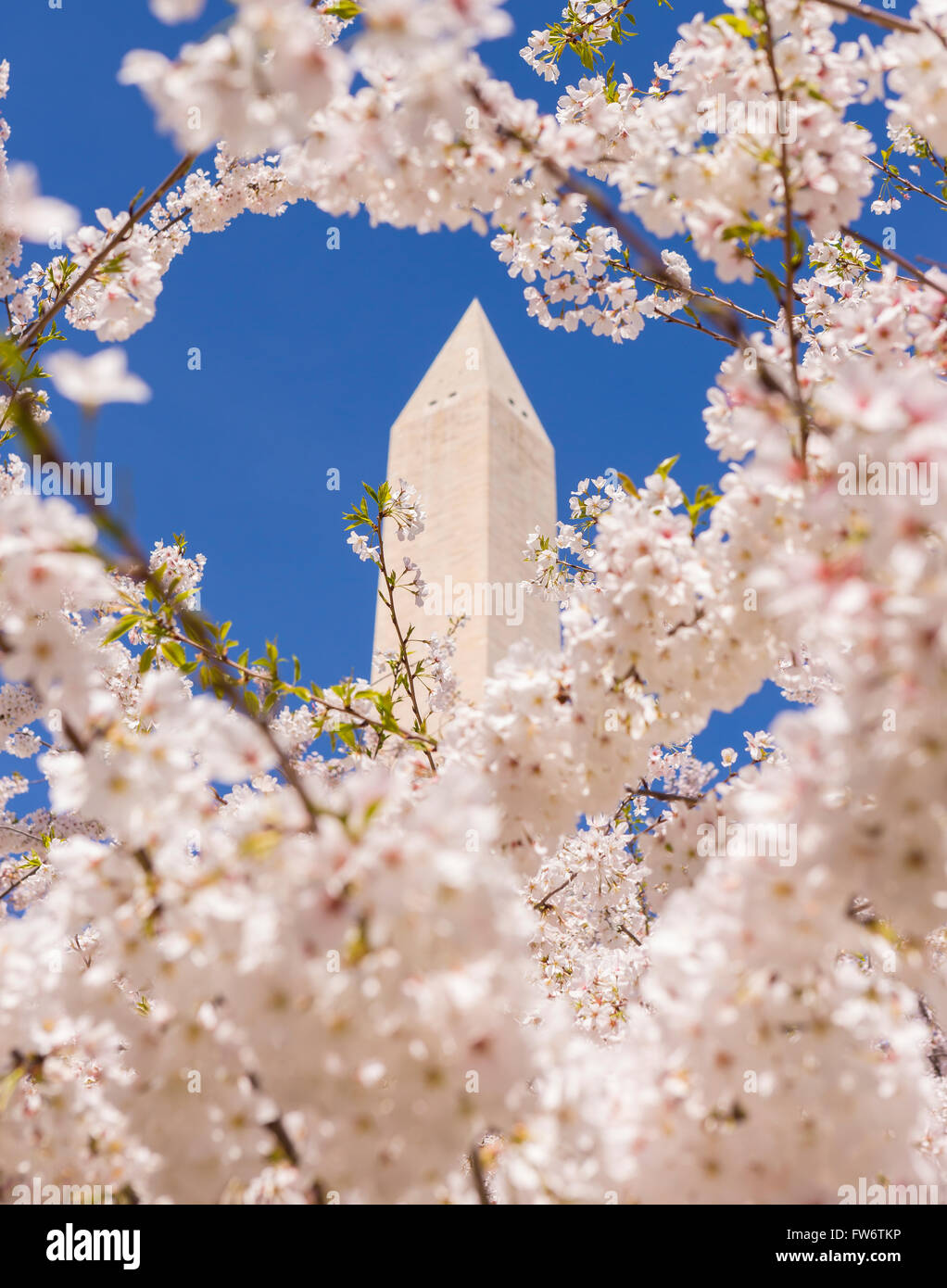 WASHINGTON, DC, USA - Cherry trees blossoms and Washington Monument ...