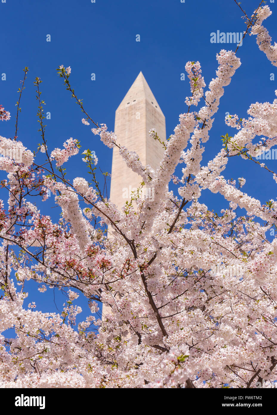 WASHINGTON, DC, USA - Cherry trees blossoms and Washington Monument ...