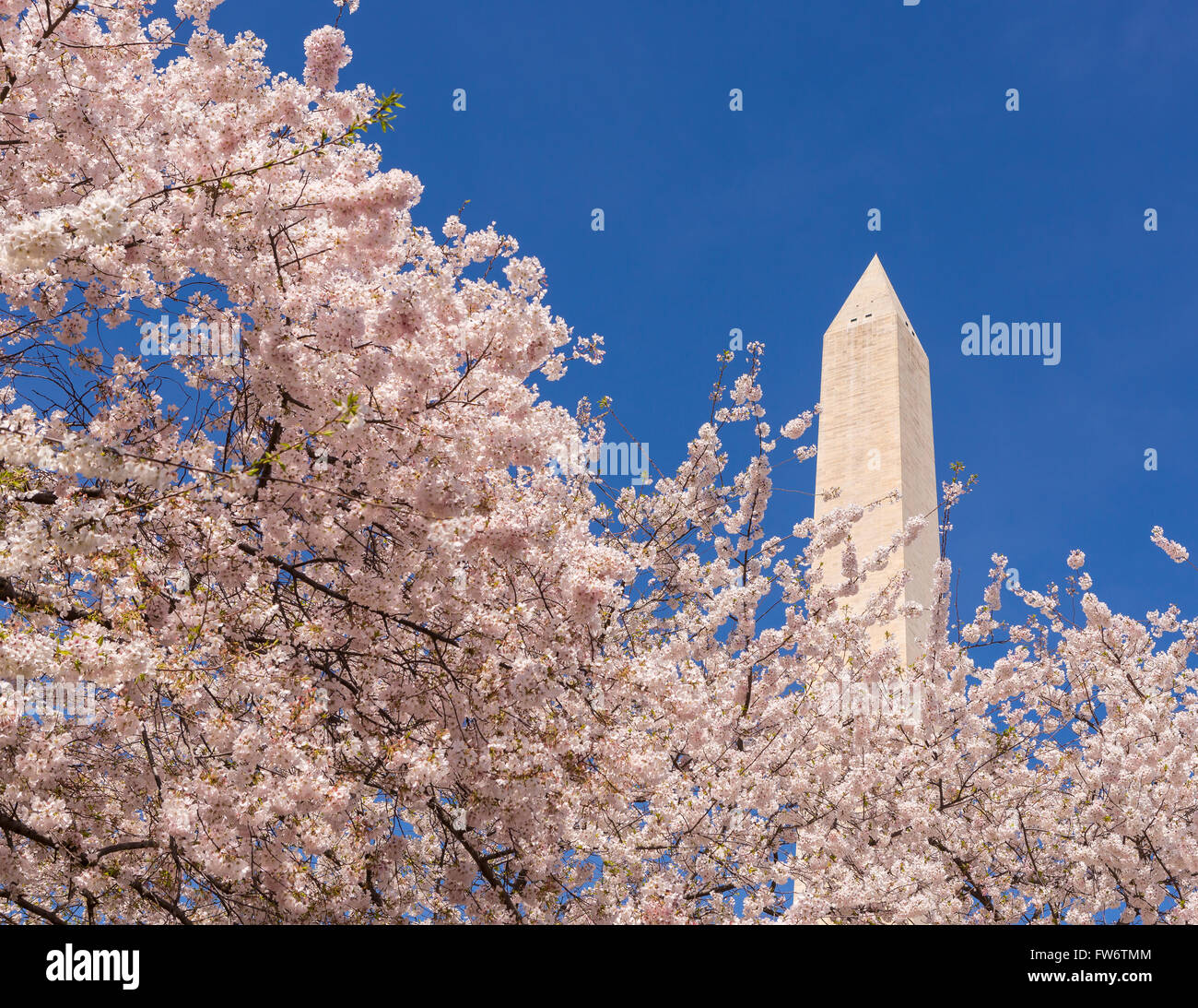 WASHINGTON, DC, USA - Cherry trees blossoms and Washington Monument ...