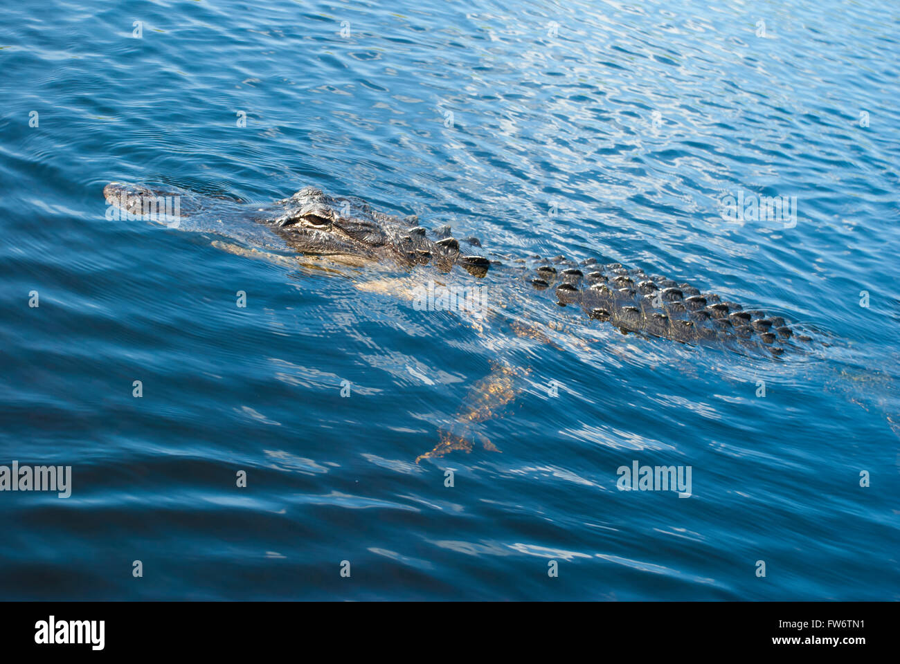 Alligator swimming in water High Resolution Stock Photography and ...