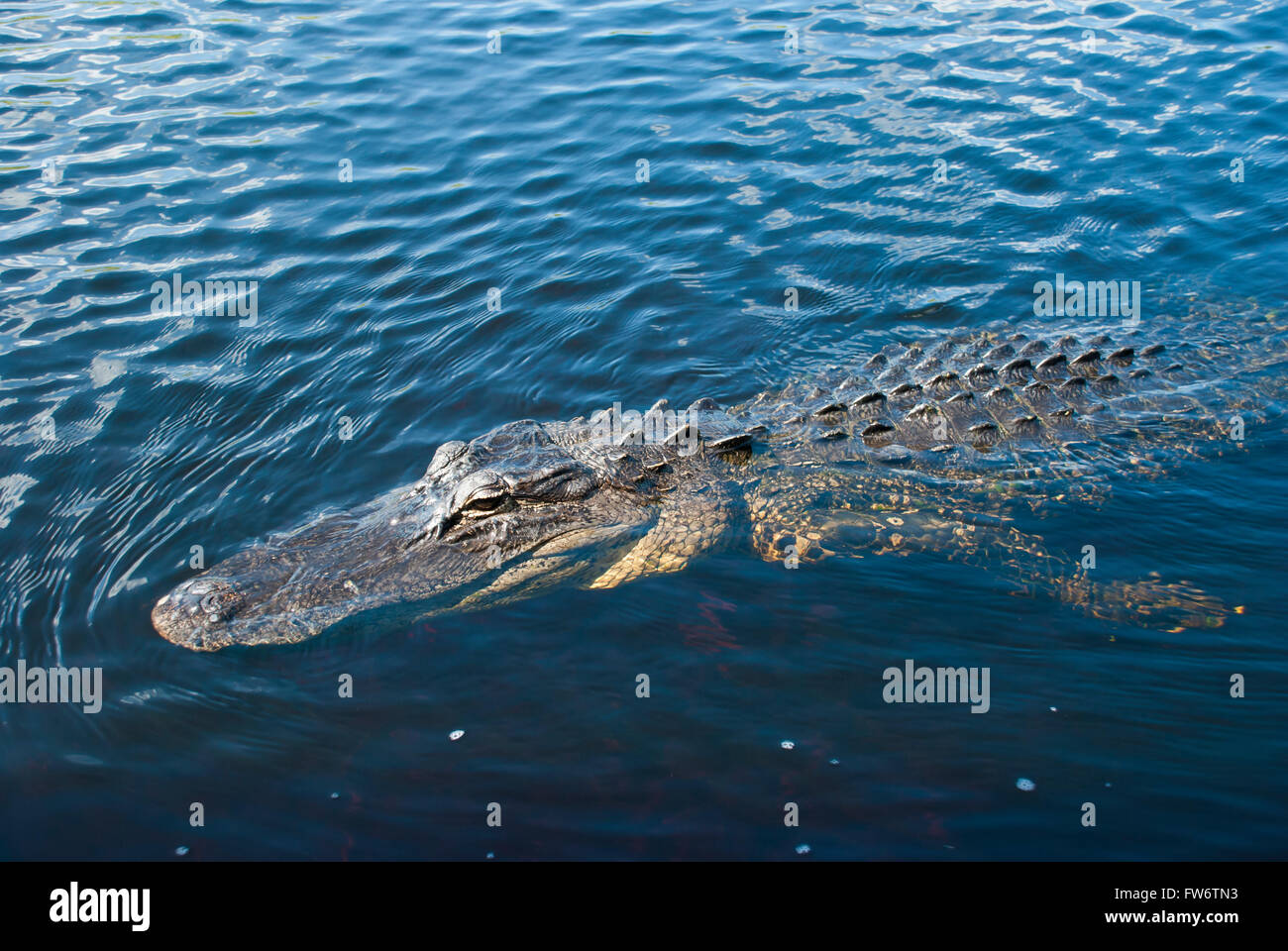 Alligator swimming in water High Resolution Stock Photography and ...
