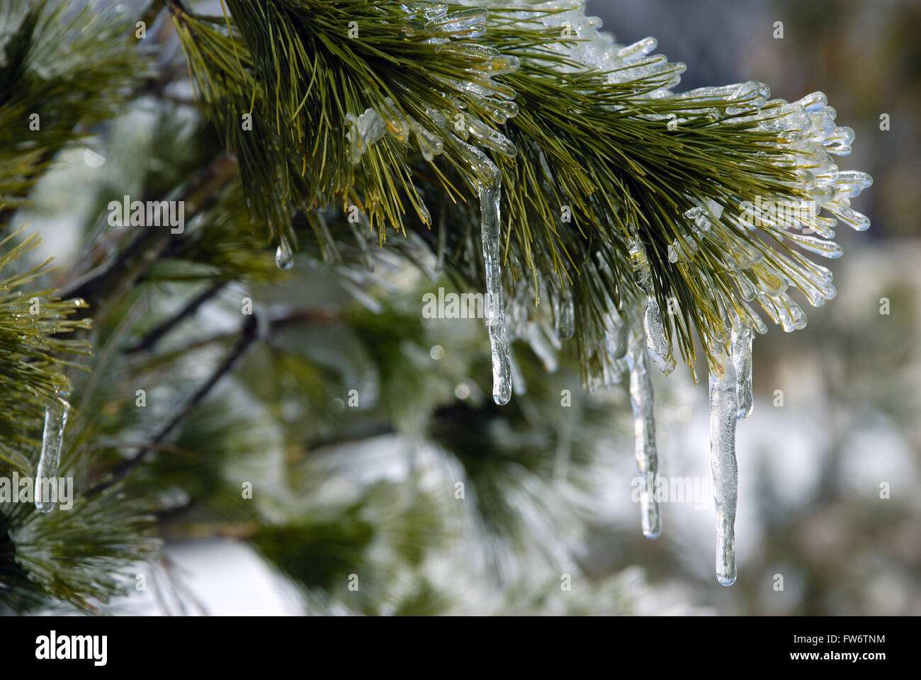 Pine tree coated with ice from freezing rain Stock Photo - Alamy