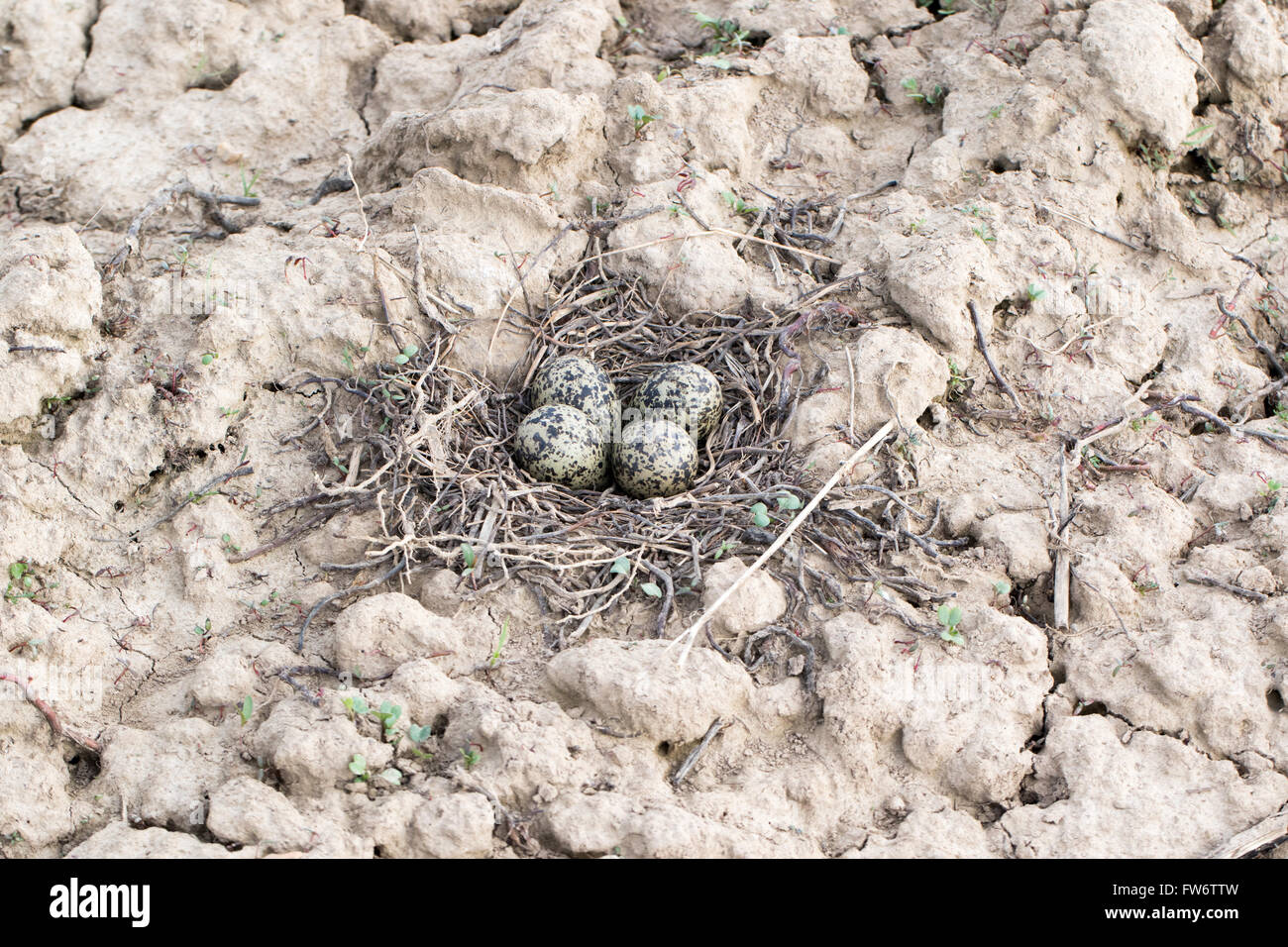 Lapwing nest hi-res stock photography and images - Alamy