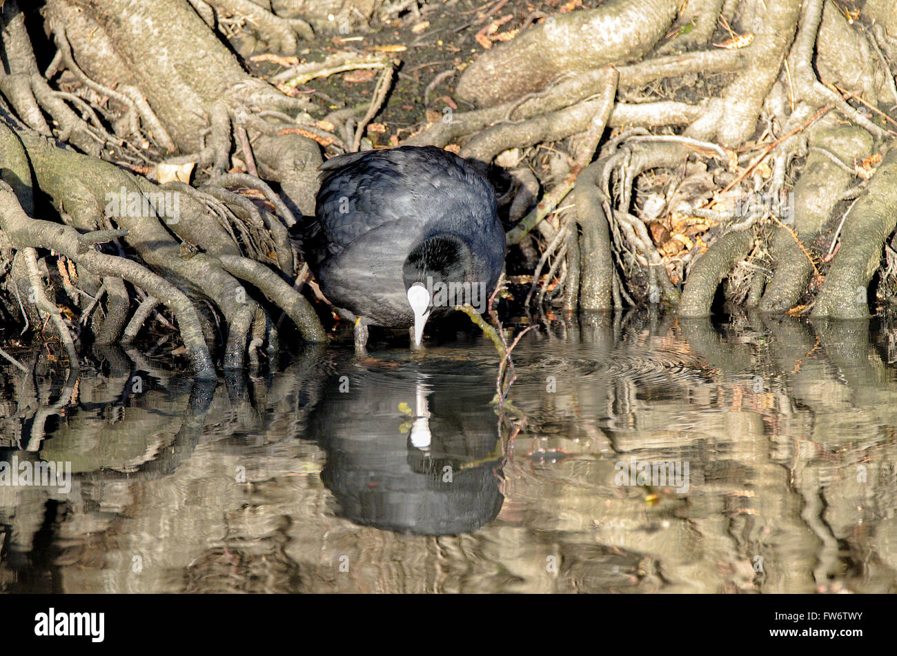 Coot feeding at the waters edge by exposed tree roots Stock Photo - Alamy