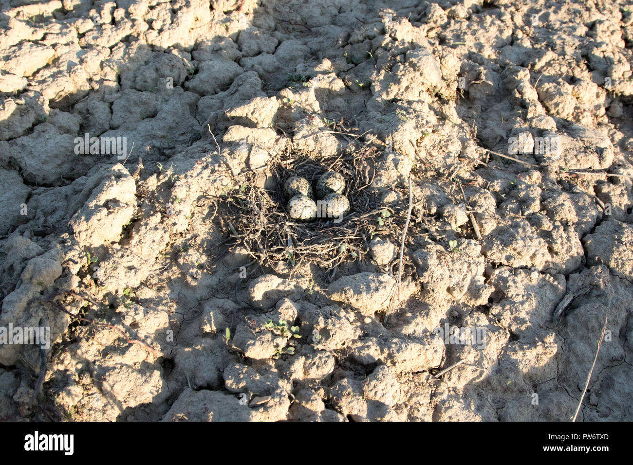 Lapwing brood hi-res stock photography and images - Alamy