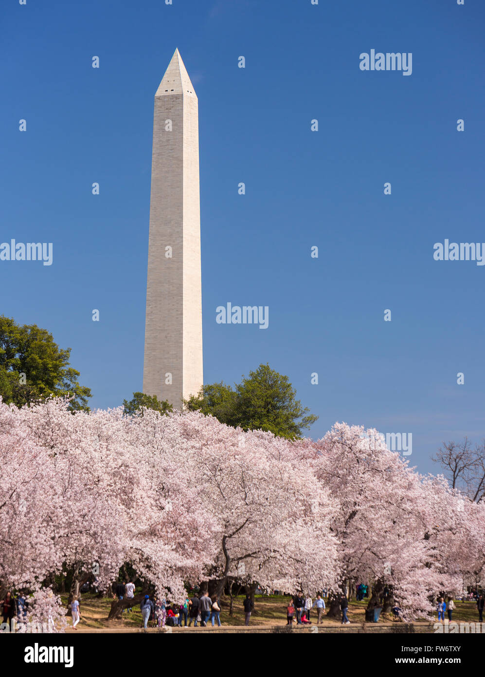 Cherry trees washington monument hi-res stock photography and images ...
