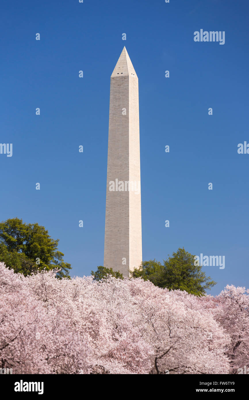 WASHINGTON, DC, USA - Cherry trees blossoms at Tidal Basin and ...
