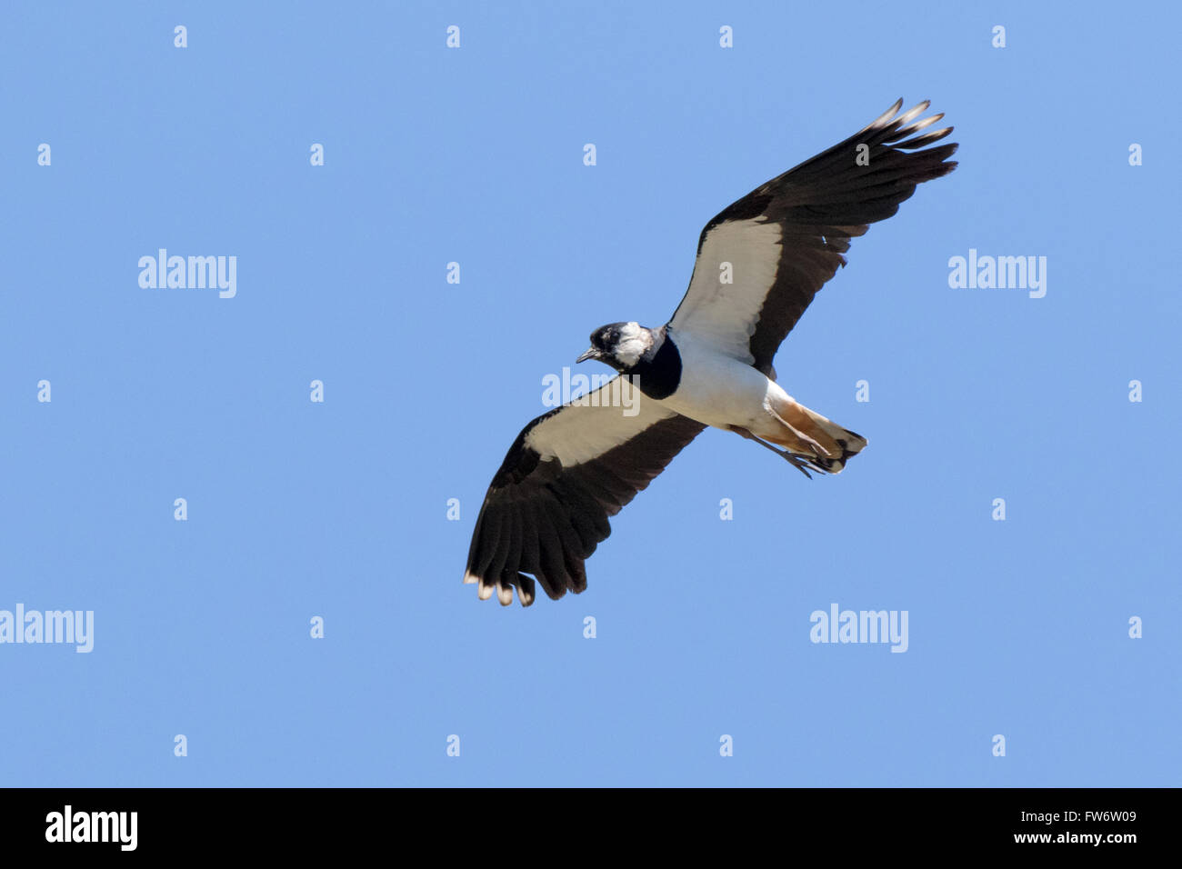 Lapwing bird in flight hi-res stock photography and images - Alamy