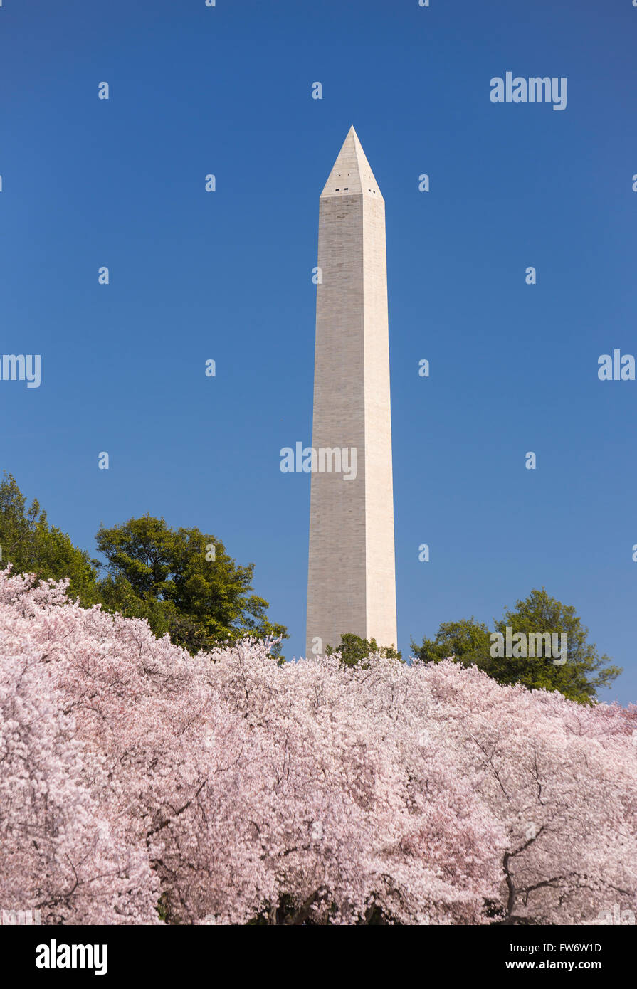 WASHINGTON, DC, USA - Cherry trees blossoms at Tidal Basin and ...