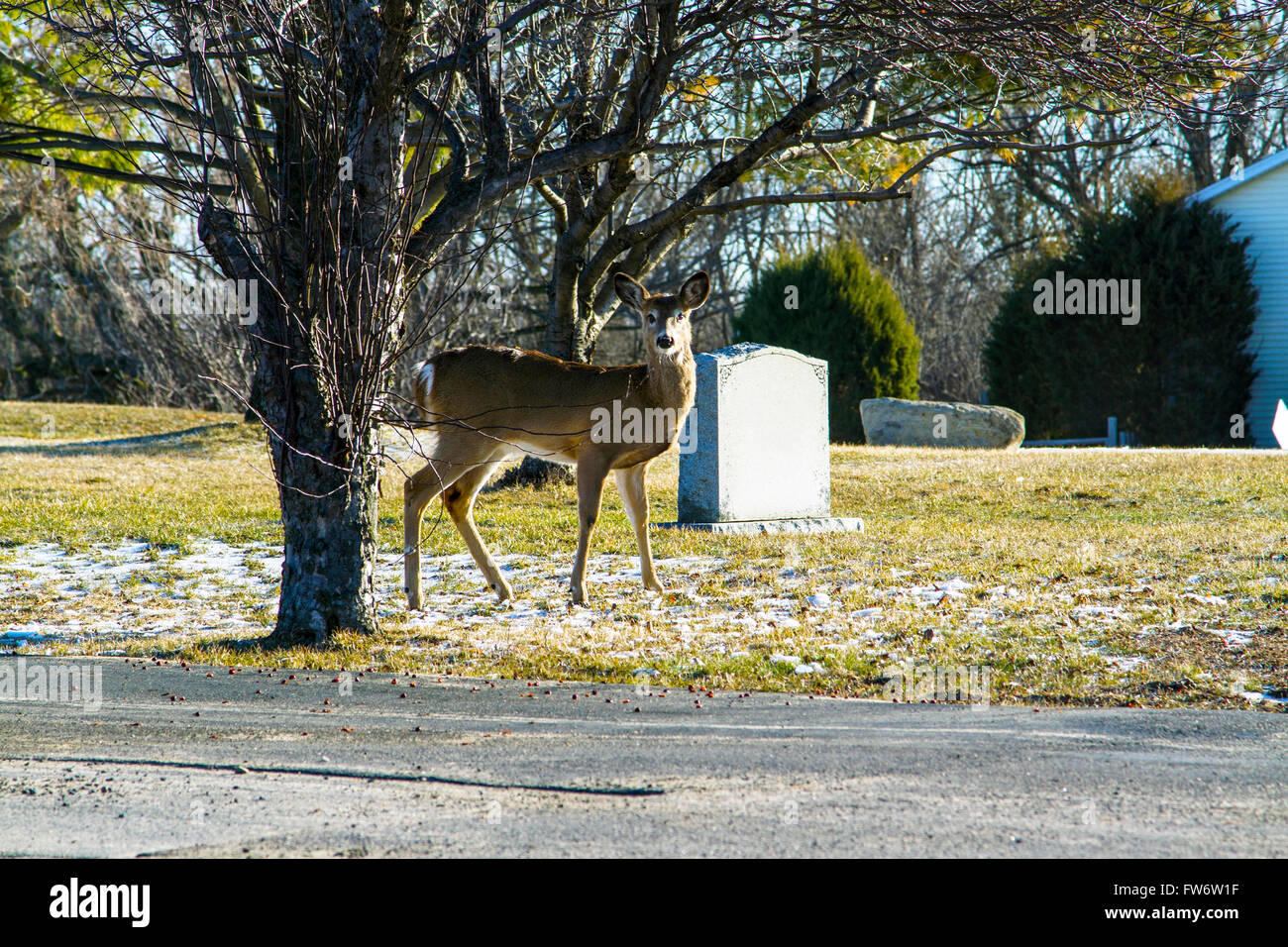 a young white tailed deer standing by a headstone Stock Photo - Alamy