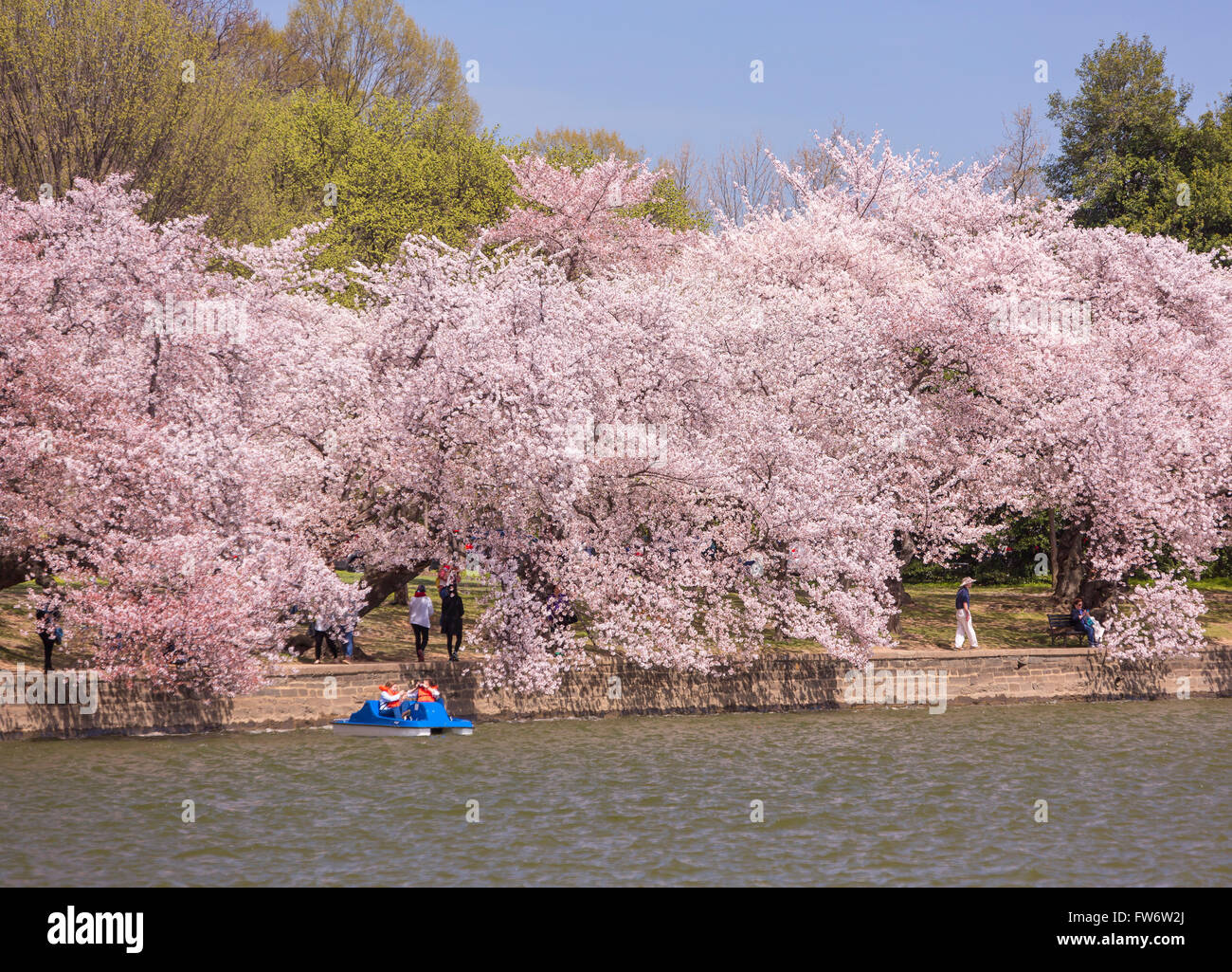 WASHINGTON, DC, USA - People enjoy cherry trees blossoms at Tidal Basin ...