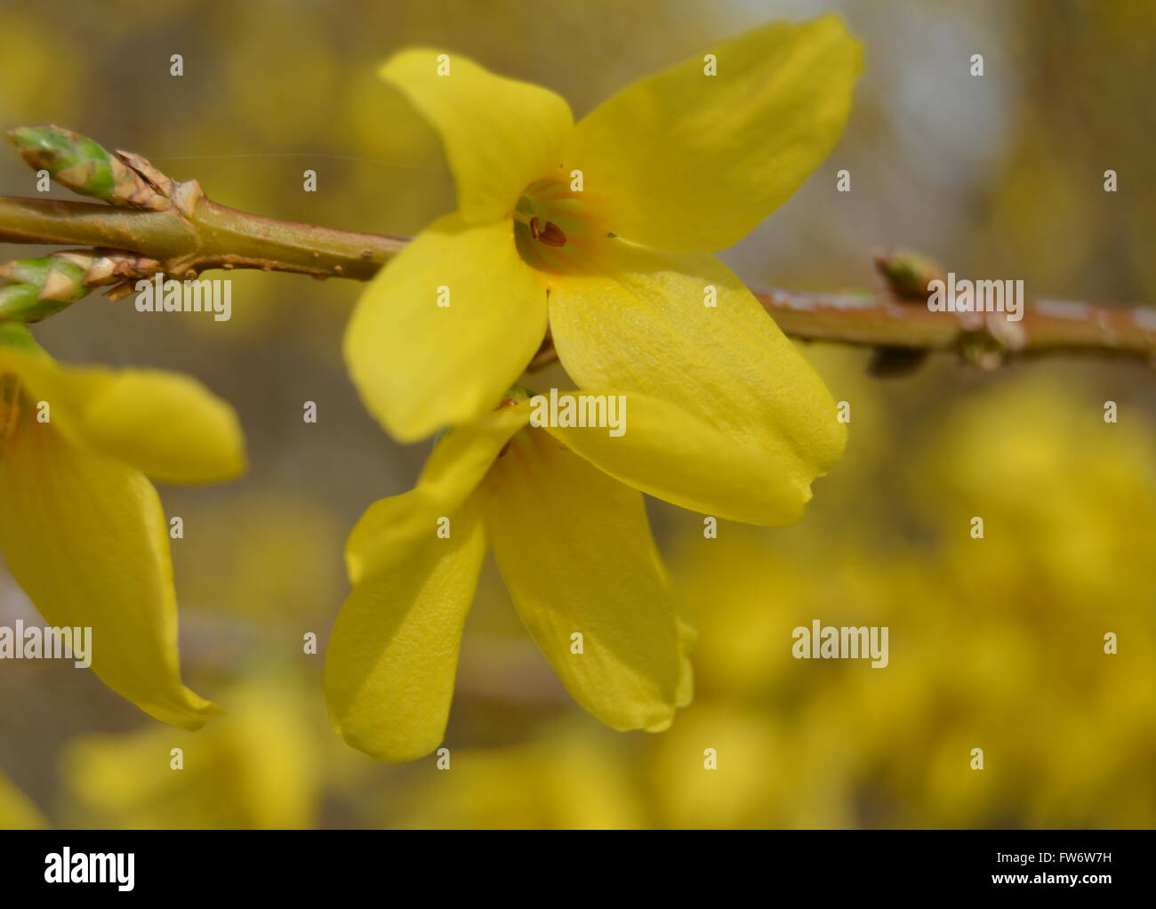 Two forsythia blooms with blurred background Stock Photo - Alamy