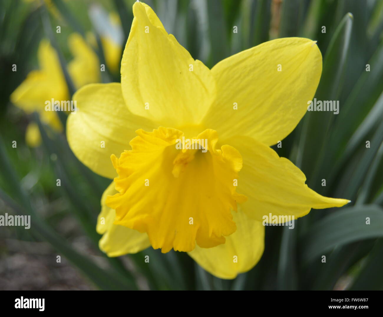A closeup macro picture of a beautiful, fully bloomed yellow daffodil ...