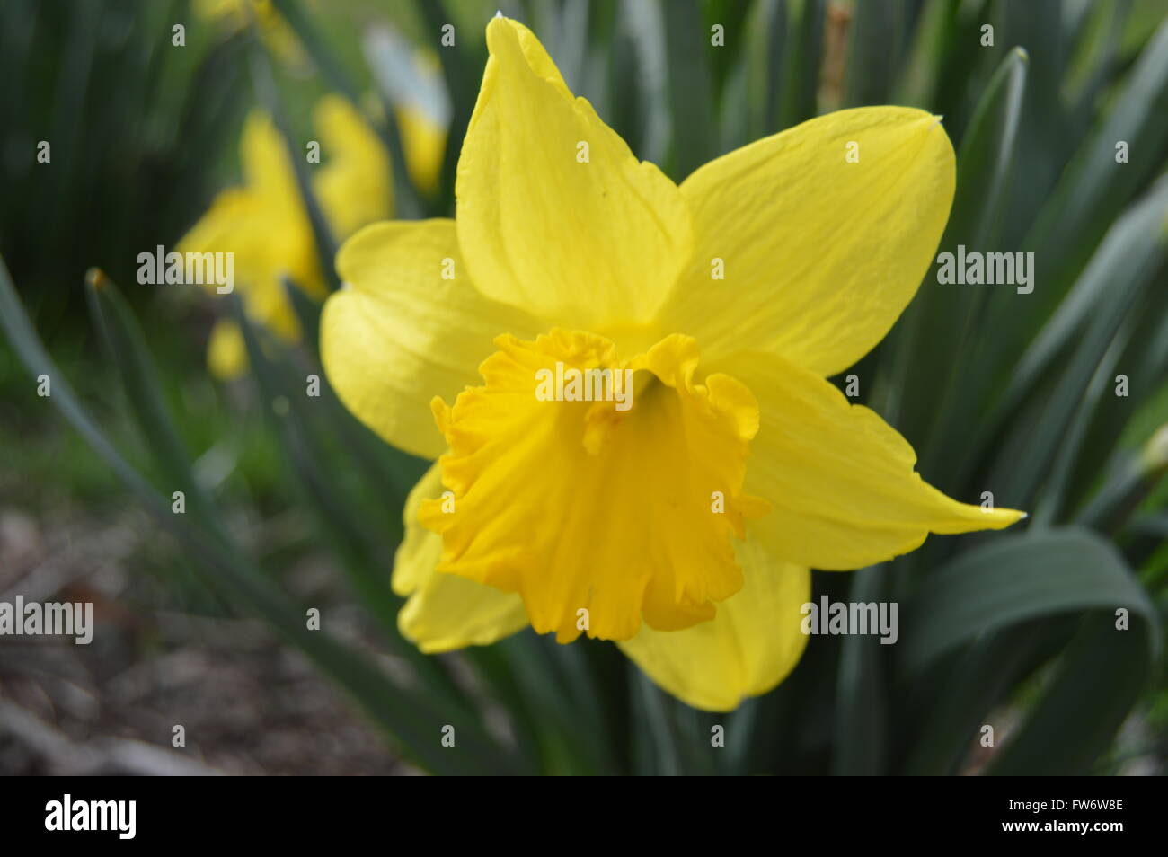 Daffodil leaves hi-res stock photography and images - Alamy