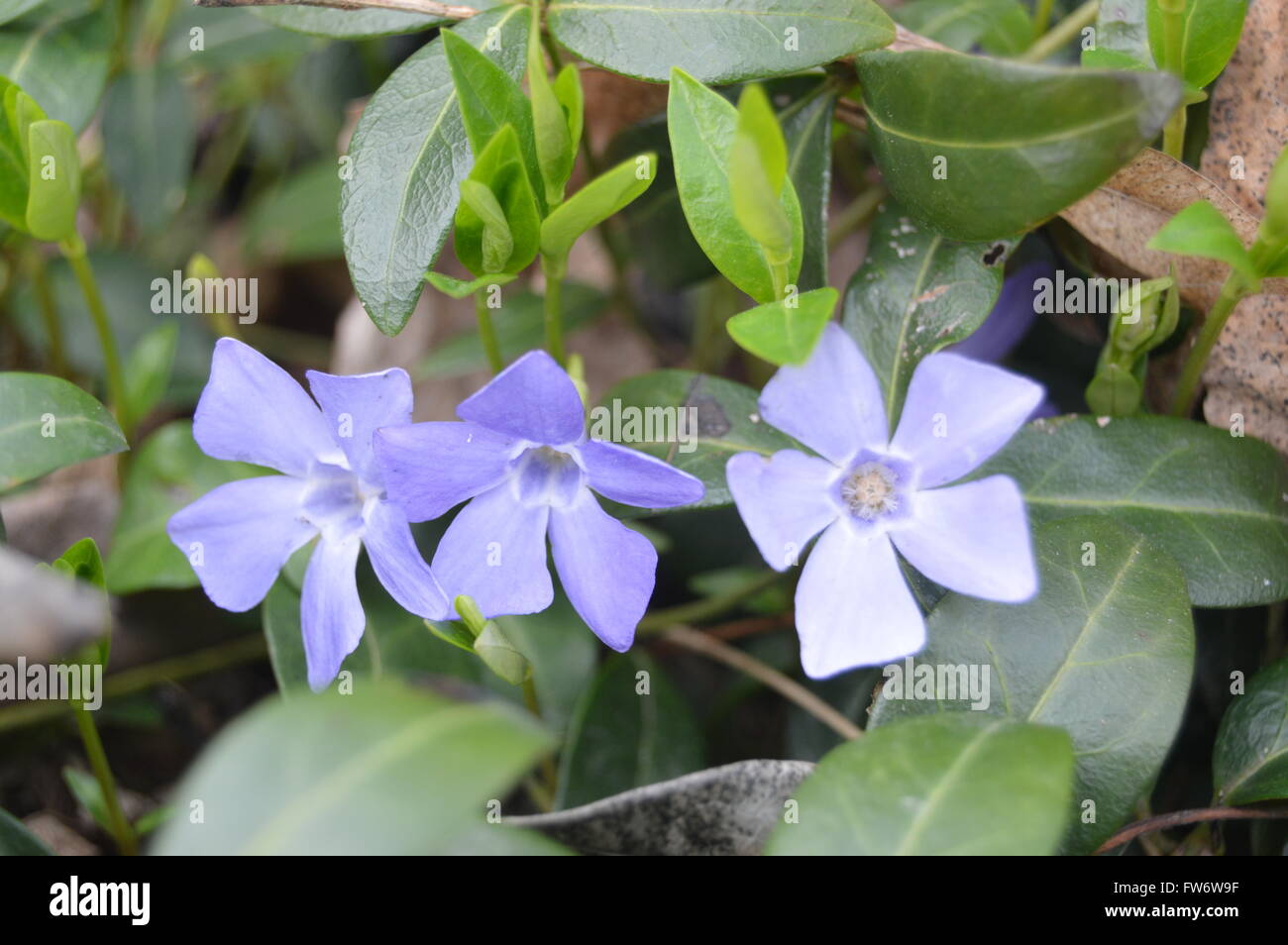 A picture of periwinkle ground cover with three delicate flowers in a ...