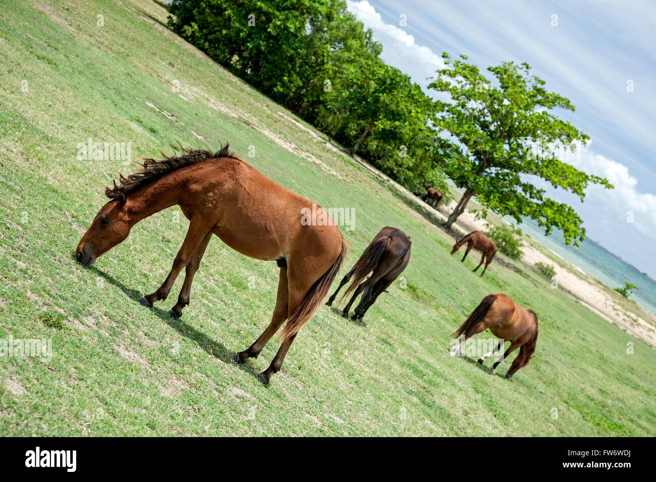 Horses, Vieques, Puerto Rico Stock Photo - Alamy