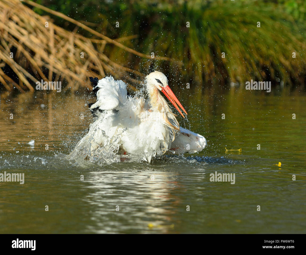 Stalk bird hi-res stock photography and images - Alamy