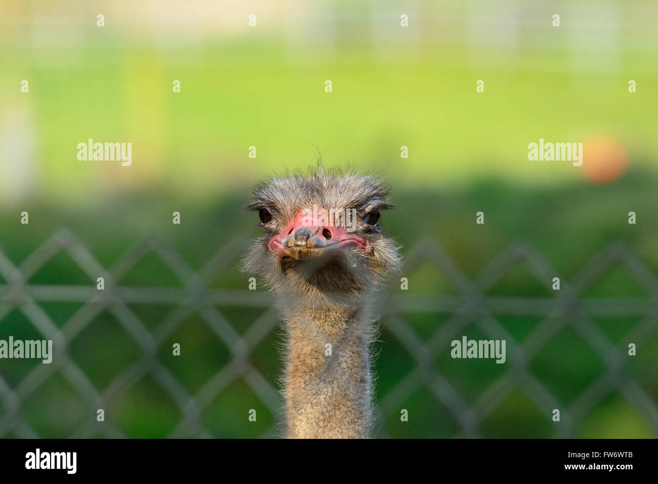 Ostrich looking over a wire fence Stock Photo - Alamy