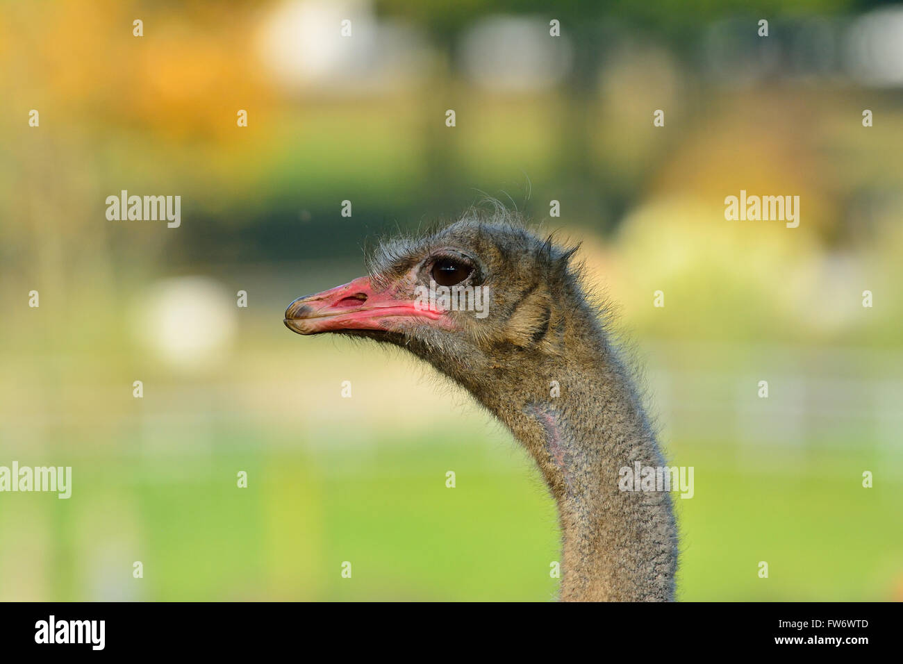 Ostrich head hi-res stock photography and images - Alamy