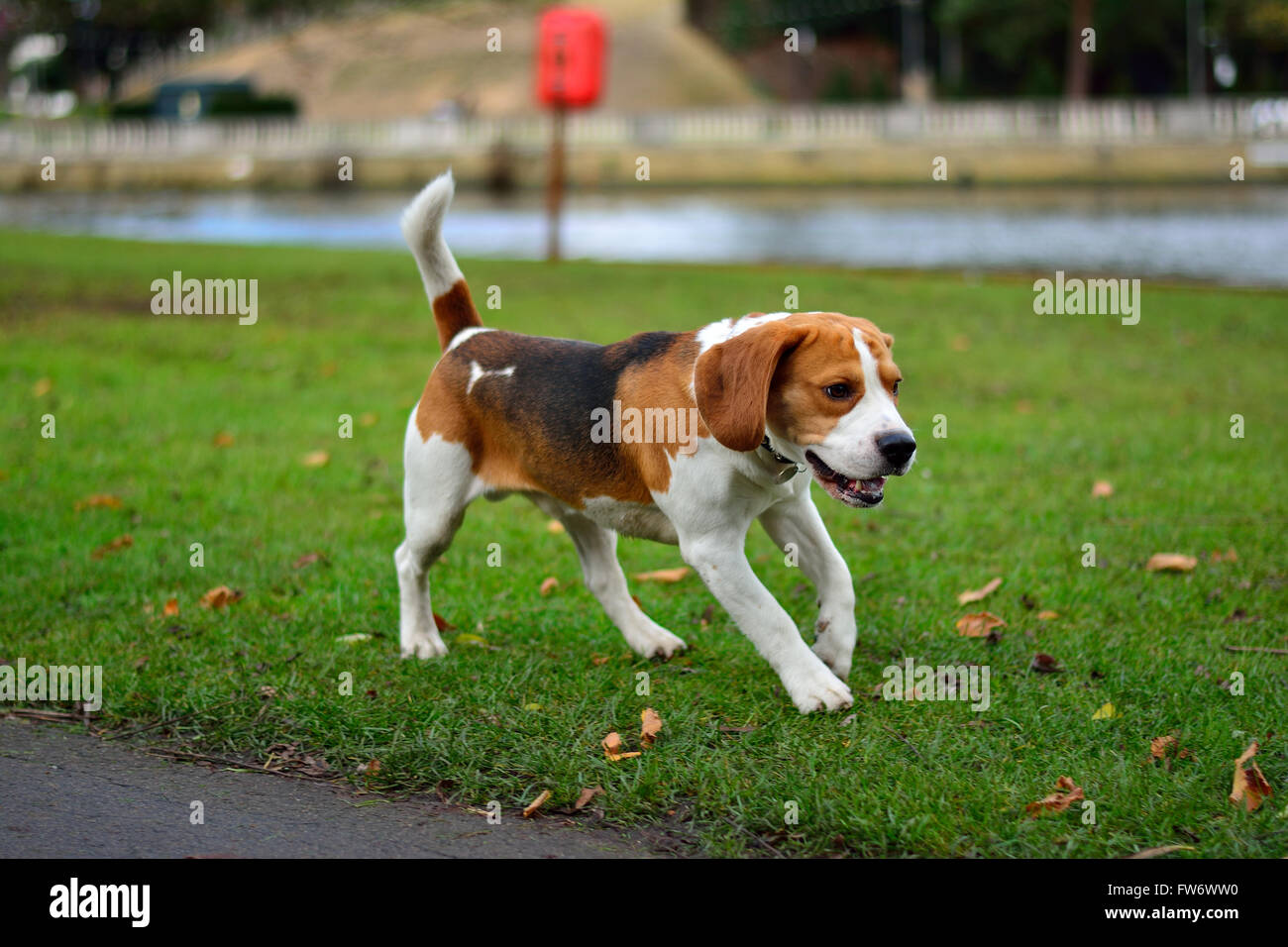 Beagle running hi-res stock photography and images - Alamy