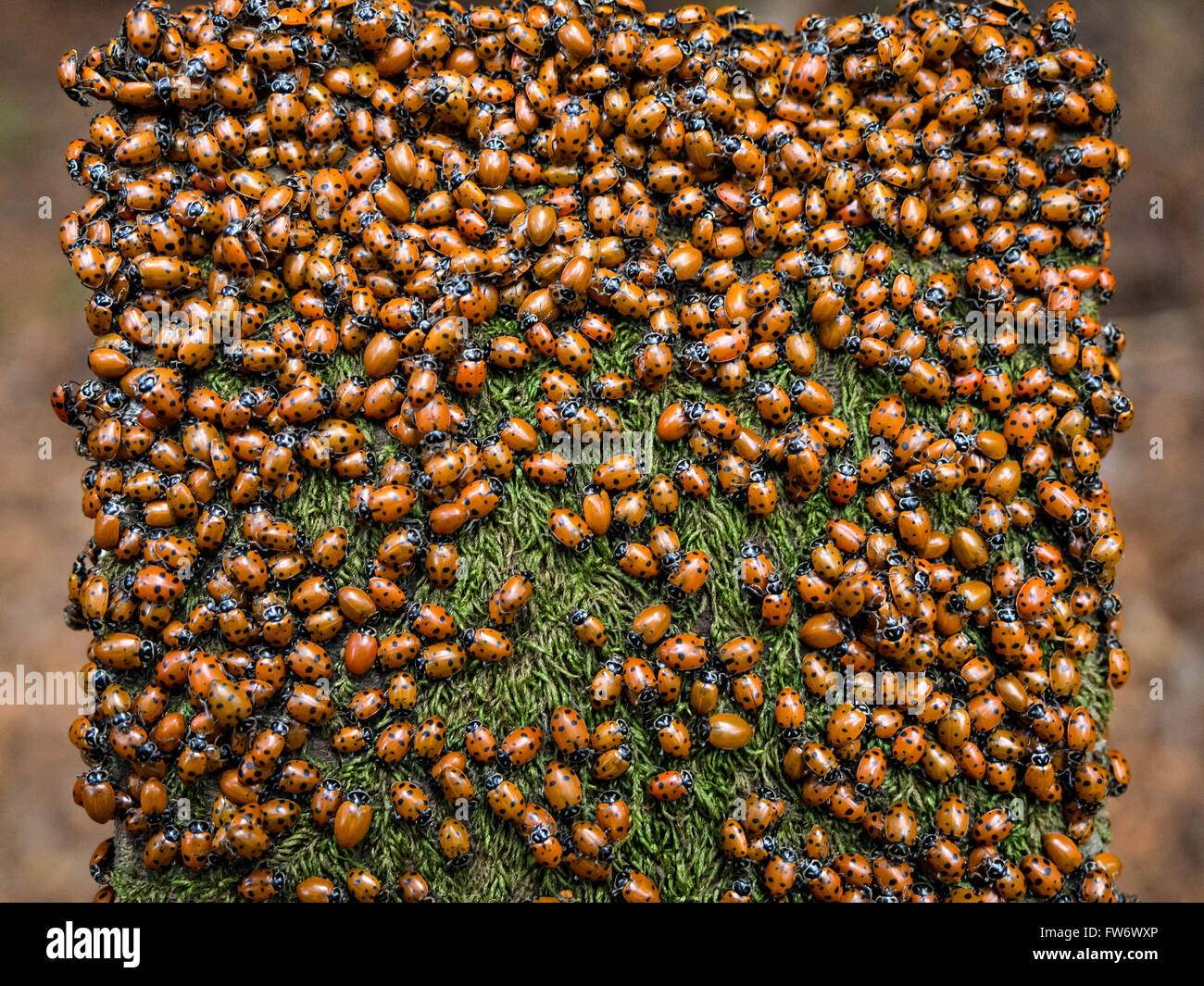 Swarm of bugs hi-res stock photography and images - Alamy