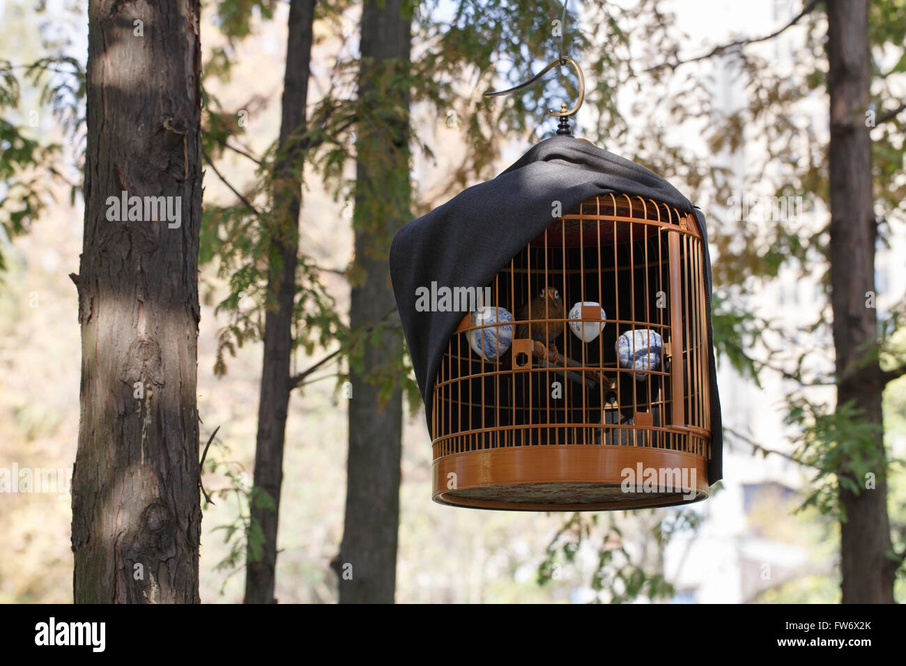 A birdcage hanging on tree branch In the forest Stock Photo - Alamy